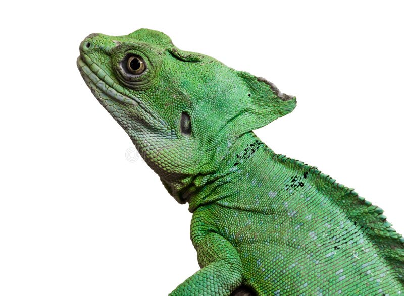 Plumed basilisk stock image. Image of predator, vertebrate - 35838225