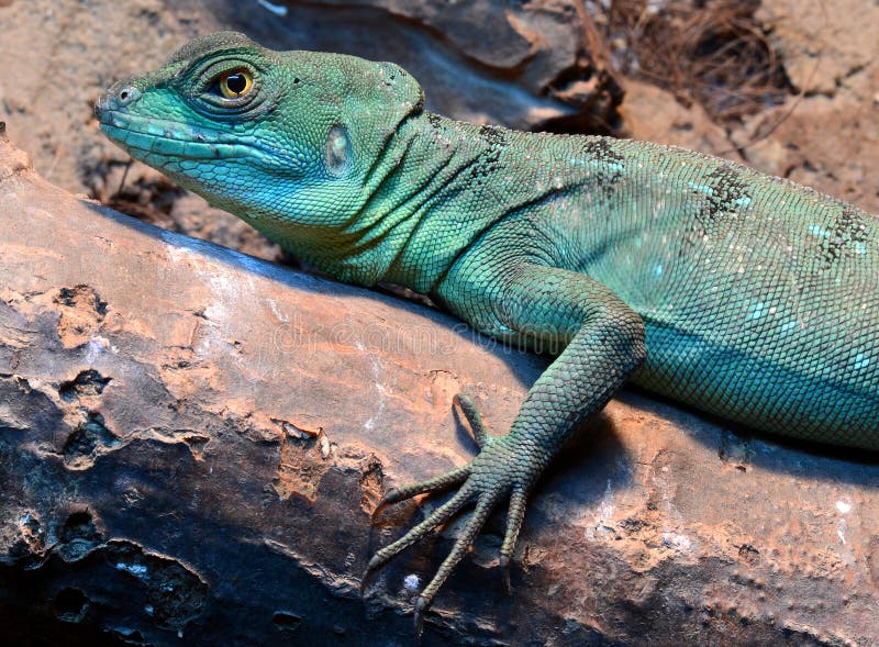 Plumed Basilisk Lizard Portrait Stock Image - Image of plumifrons ...