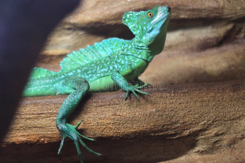 Plumed basilisk stock photo. Image of plumifrons, basilisk - 29273042