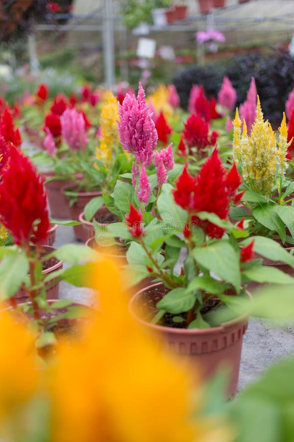 Plumed Celosia, Wool Flower, Red Fox Stock Photo - Image of wool ...