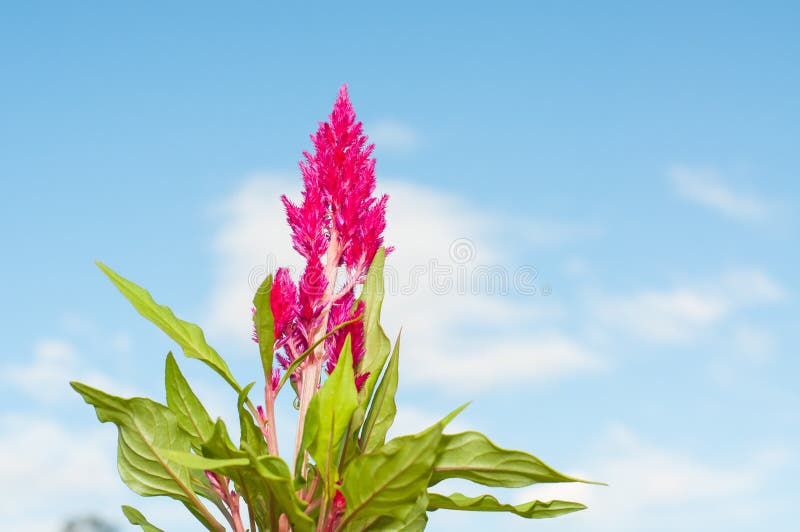 136 Cockscomb Flower Blue Sky Stock Photos - Free & Royalty-Free Stock ...