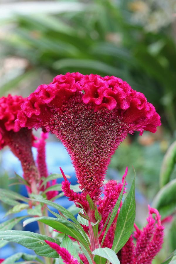 Plumed Cockscomb Flower, Closeup Stock Photo - Image of invitation ...