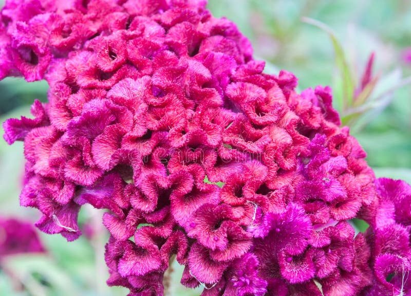 Plumed cockscomb flower stock image. Image of invitation - 31471063