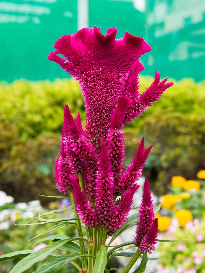 Plumed cockscomb flower stock image. Image of beautiful - 72113881