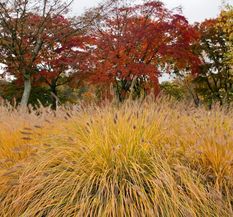 Plumed grass in autumn stock image. Image of nature, abundant - 22032953