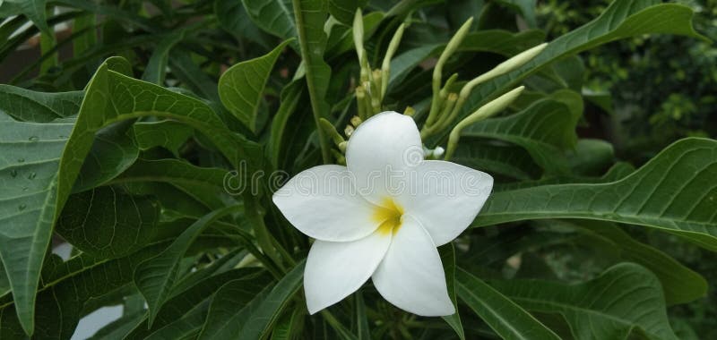Plumeria Alba Flower Amazing Flower Stock Image - Image of produce ...