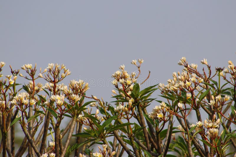 Plumeria Alba Flower with Sky Background Stock Photo - Image of health ...