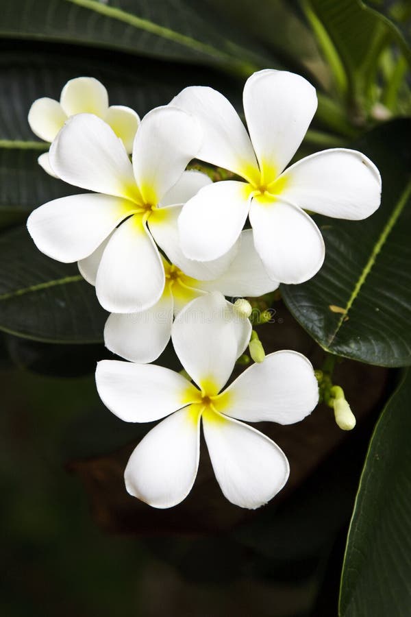 Plumeria alba flowers stock photo. Image of flowers, freshness - 14744242