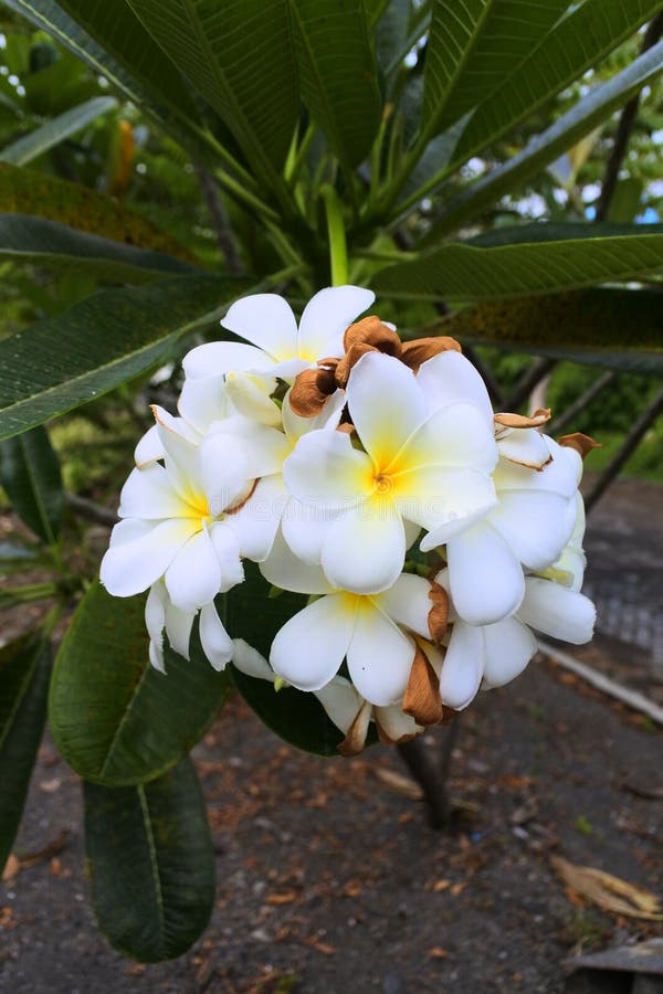 Plumeria Alba Flowers with White Colors Stock Photo - Image of color ...