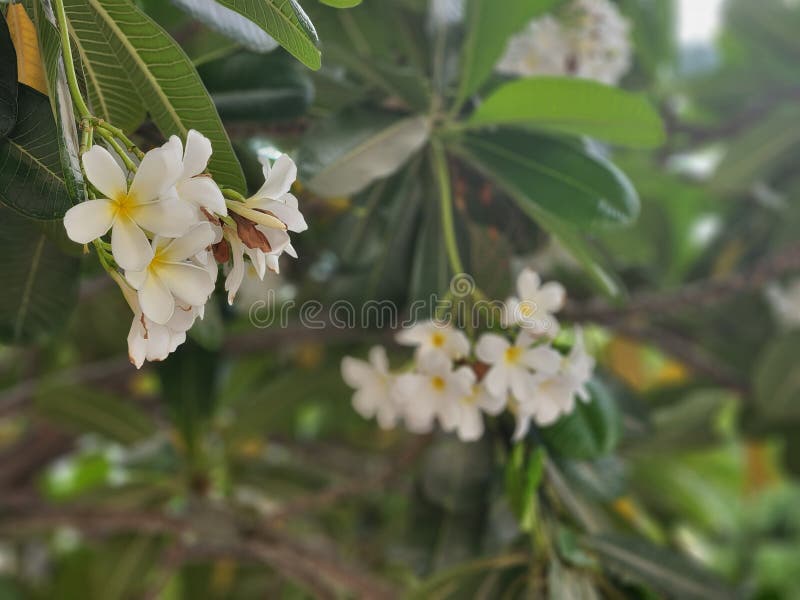 Plumeria Alba, Indian Jasmine Tree Flowers Stock Image - Image of fruit ...