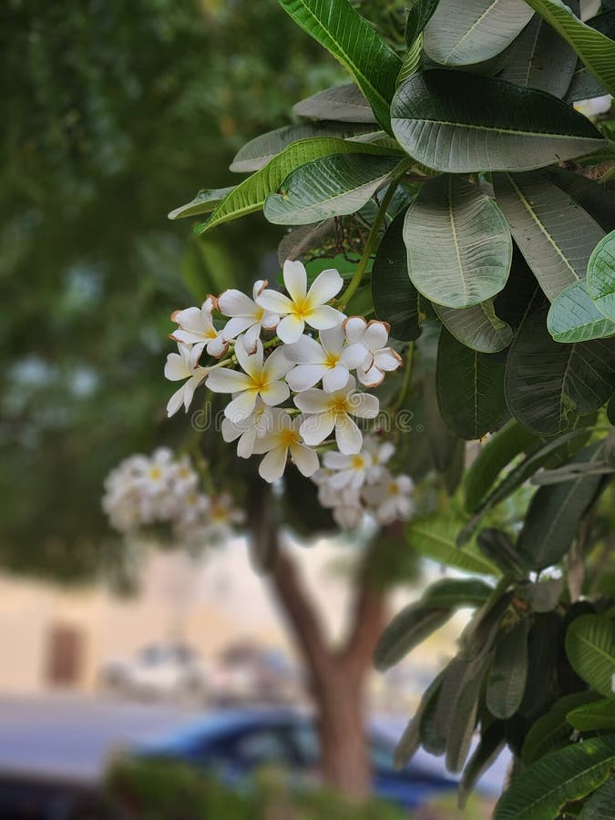 Jasmine Tree in the Morning Stock Image - Image of tree, morning: 263096655