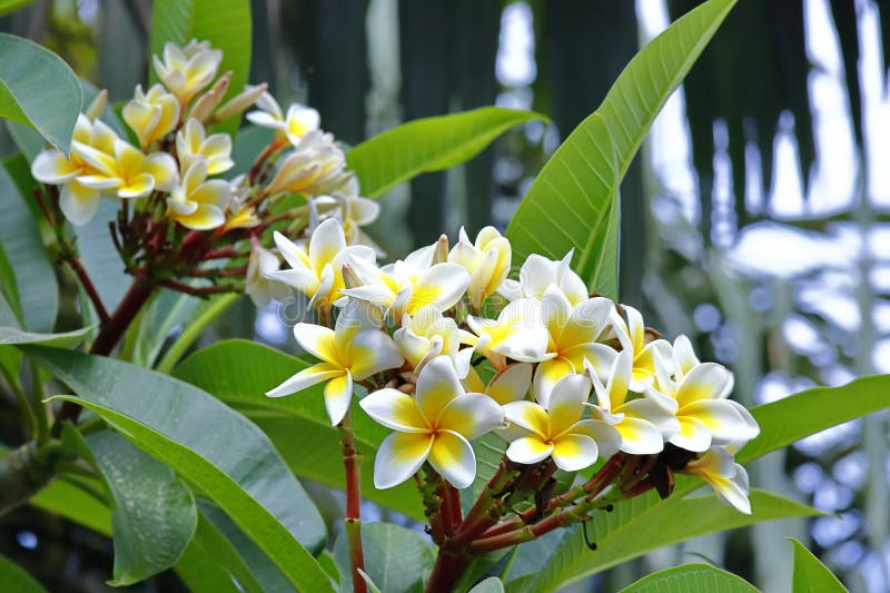 Plumeria Beautiful Flowers. Plumeria Blossom Tree and Flowers Stock ...