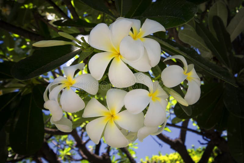 Samoa Flower Stock Photos - Free & Royalty-Free Stock Photos from ...