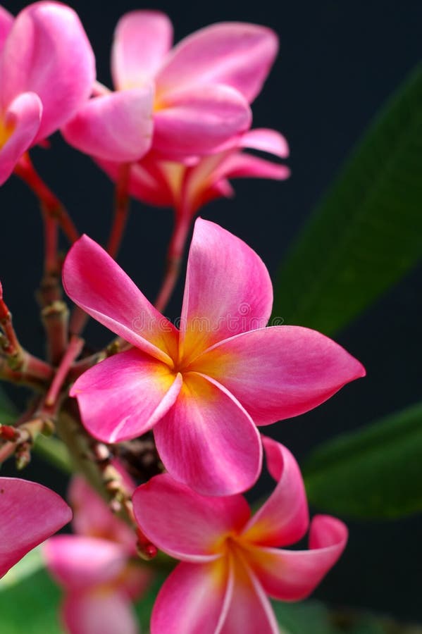 Plumeria Cor-de-rosa Tropical Foto de Stock - Imagem de perfume ...