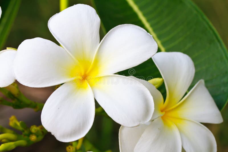 Plumeria fiore, frangipane fotografia stock. Immagine di estate - 31468220