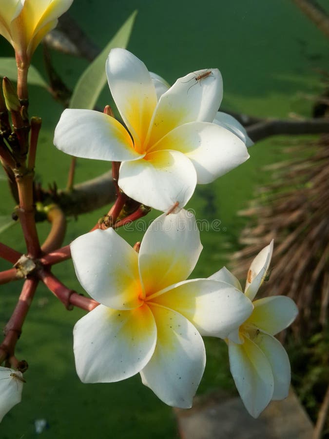 Plumeria flower stock image. Image of beautiful, floral - 68916235