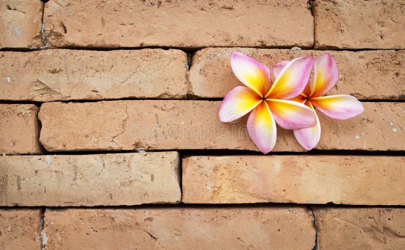 Curved brick wall pattern stock photo. Image of layer - 43962722