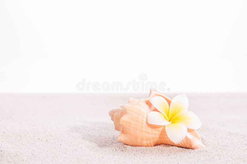Plumeria Flower in a Conch Shell on Sand Stock Image - Image of ...