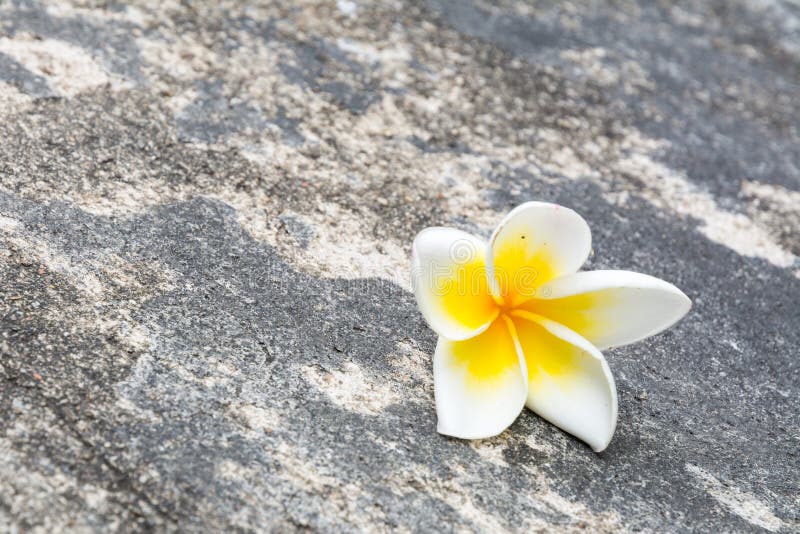 Plumeria Flower Fall on the Dark Rock Stock Image - Image of light ...