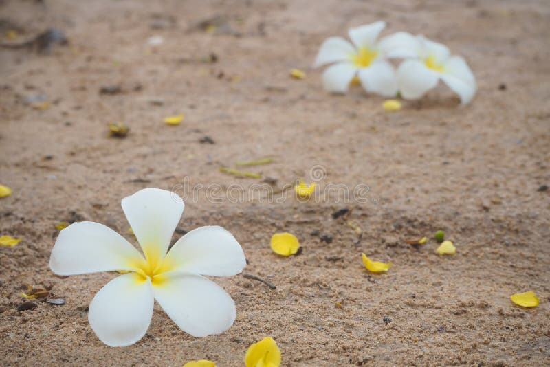 Plumeria Flower Fall To the Ground. Stock Image - Image of flower ...