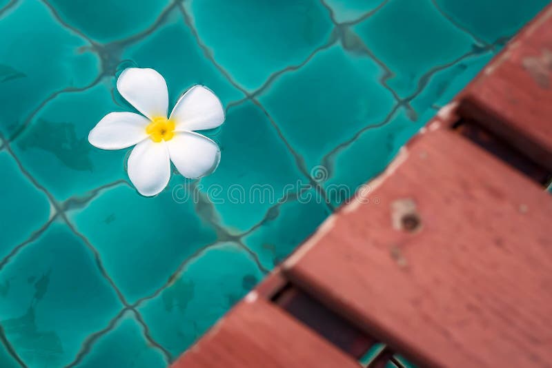 Plumeria flower float. stock image. Image of swim, floral - 115214787