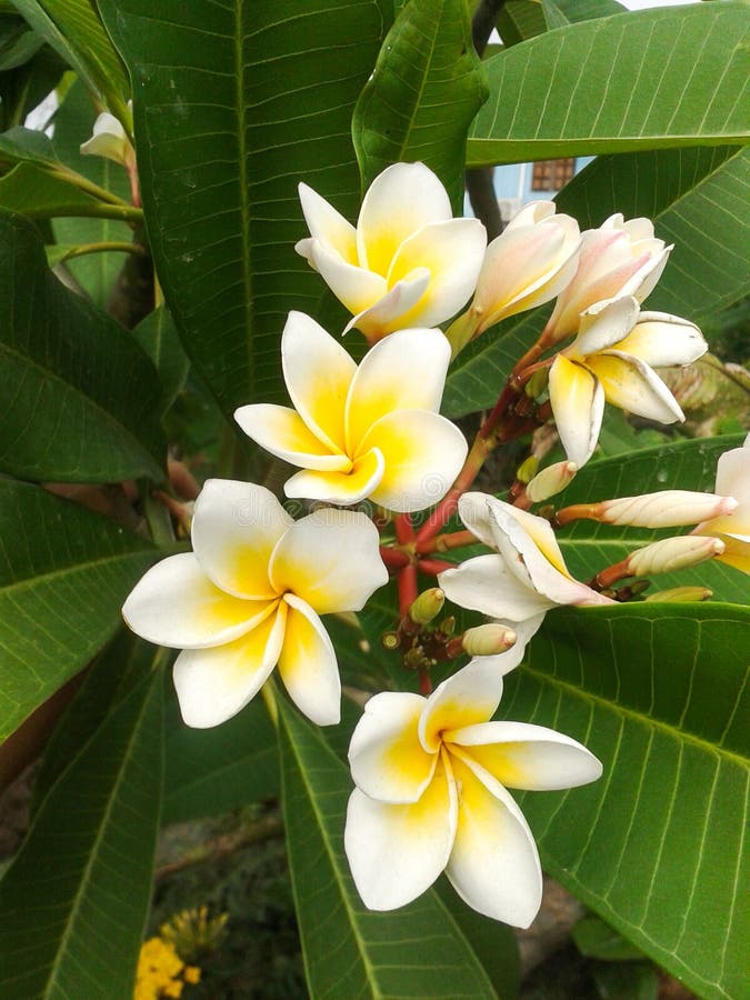 Plumeria flower stock image. Image of foliage, garden - 53352117