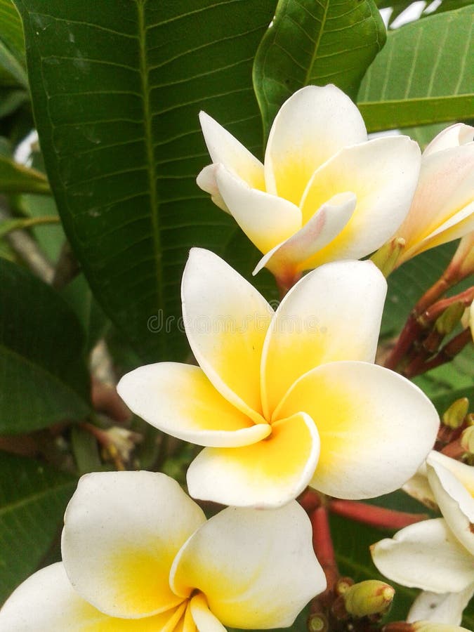 Plumeria flower stock photo. Image of frangipani, blossom - 53406928