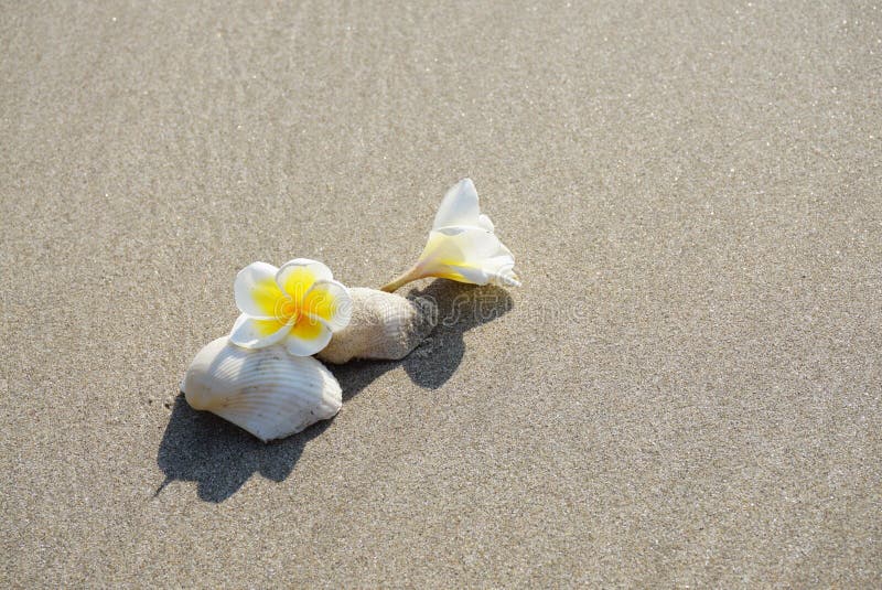 Plumeria Flower and Sea Shell Stock Photo - Image of beach, flower ...