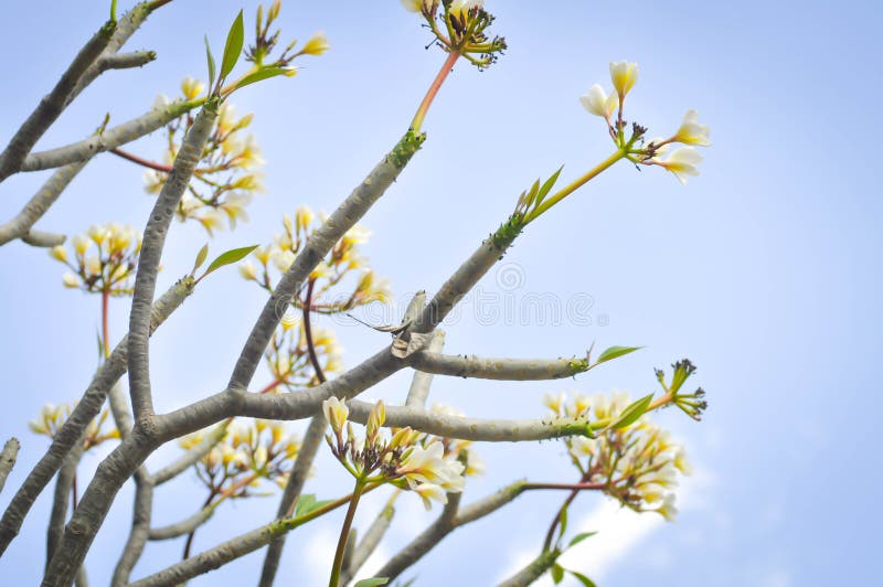 Plumeria Flower with Old Temple Stock Image - Image of looking ...