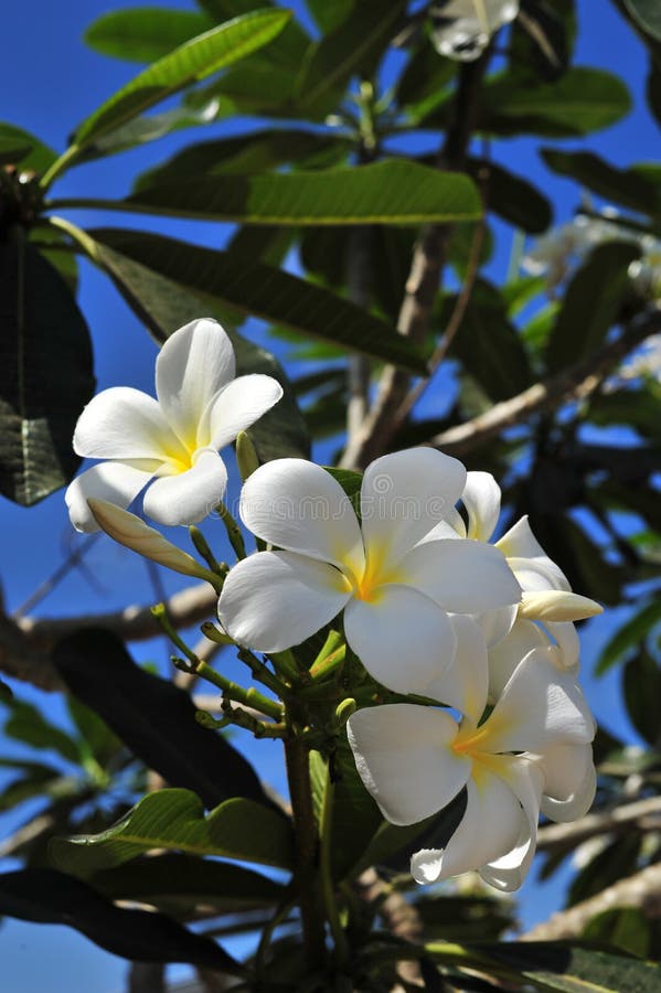 Plumeria Flowers stock image. Image of cpetrou, paradise - 18034777