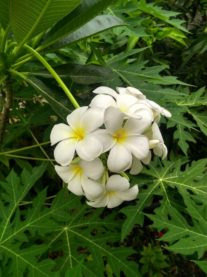 Plumeria Flowers are Bloom. Stock Photo - Image of flower, bloom: 143104424