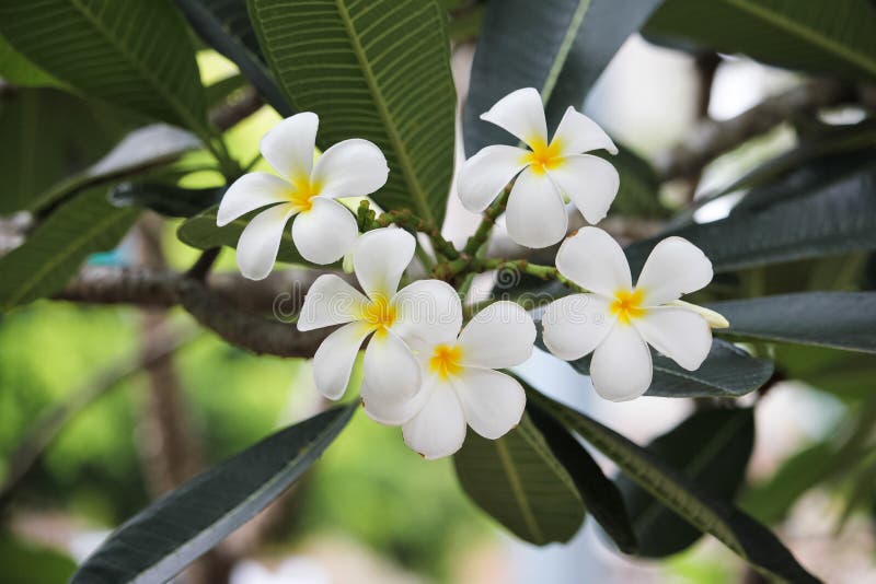 Araliya Flowers Stock Photos - Free & Royalty-Free Stock Photos from ...