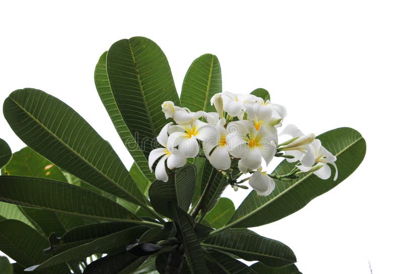 Araliya White Background Stock Photos - Free & Royalty-Free Stock ...