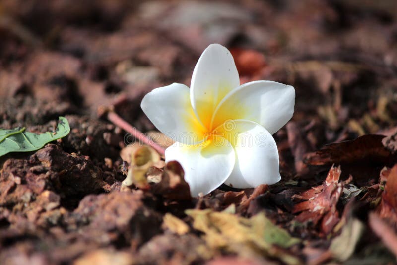 Plumeria flowers stock image. Image of card, botany, blooming - 32000465