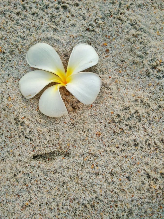 Plumeria flowers stock photo. Image of yellow, white - 68725080