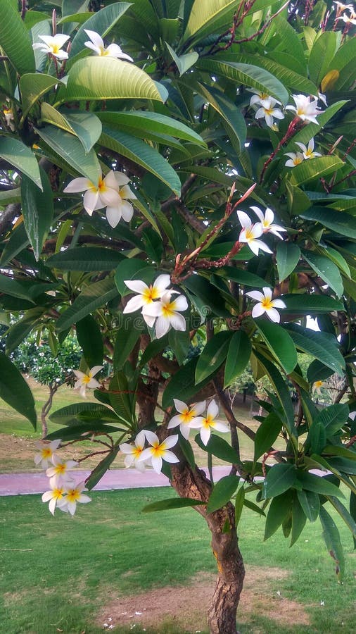 Plumeria Flowers Tree in the Garden Stock Photo - Image of green ...