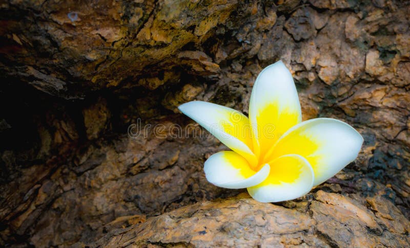 Plumeria or Frangipani Flower on Timber Stock Photo - Image of exotic ...