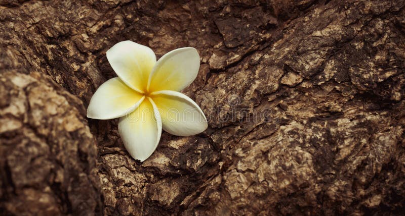 Plumeria or Frangipani Flower on Timber Stock Image - Image of exotic ...