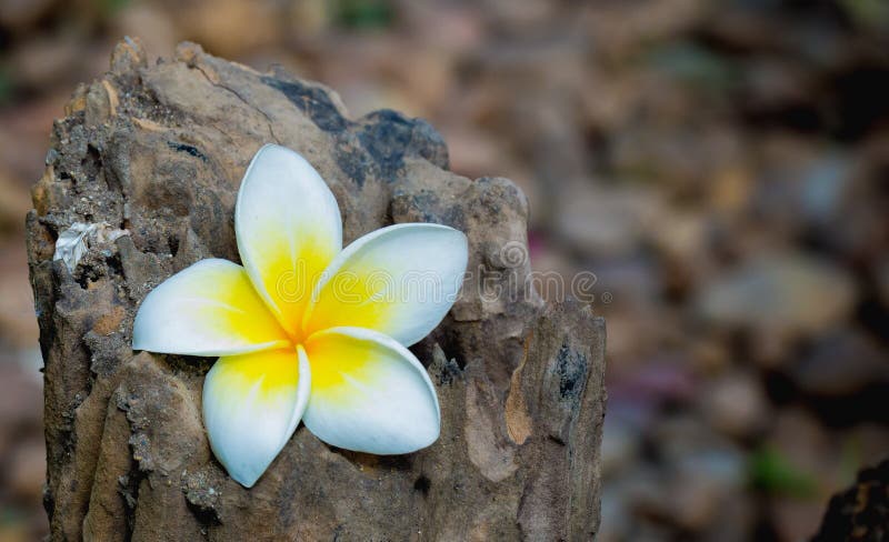 Plumeria or Frangipani Flower on Timber Stock Photo - Image of bark ...