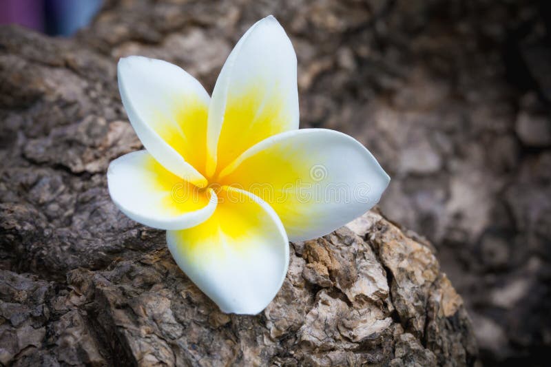 Plumeria or Frangipani Flower on Timber Stock Image - Image of ...
