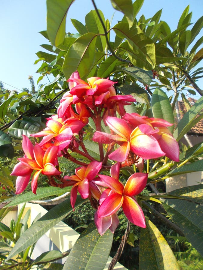 Plumeria Frangipani Flowers Stock Photo - Image of floral, botanical ...