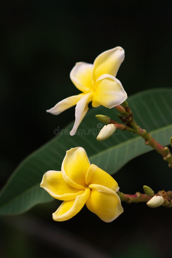 Plumeria; Frangipani or Temple Tree Stock Photo - Image of beautiful ...