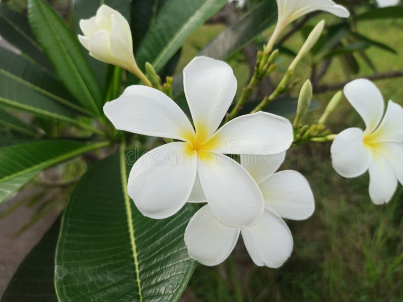 Plumeria , Graveyard Flowers Stock Image - Image of morning, shrub ...