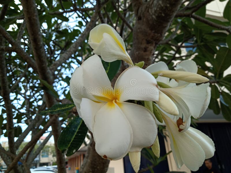 Plumeria Rubra Flower Nature Beautiful Stock Photo - Image of petal ...