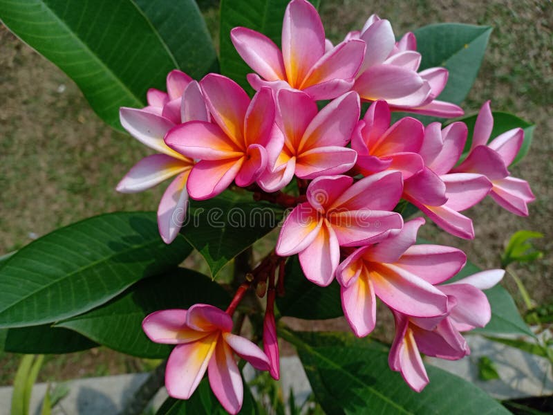 Plumeria Rubra Flower Tree or Cambodian Flower Stock Image - Image of ...