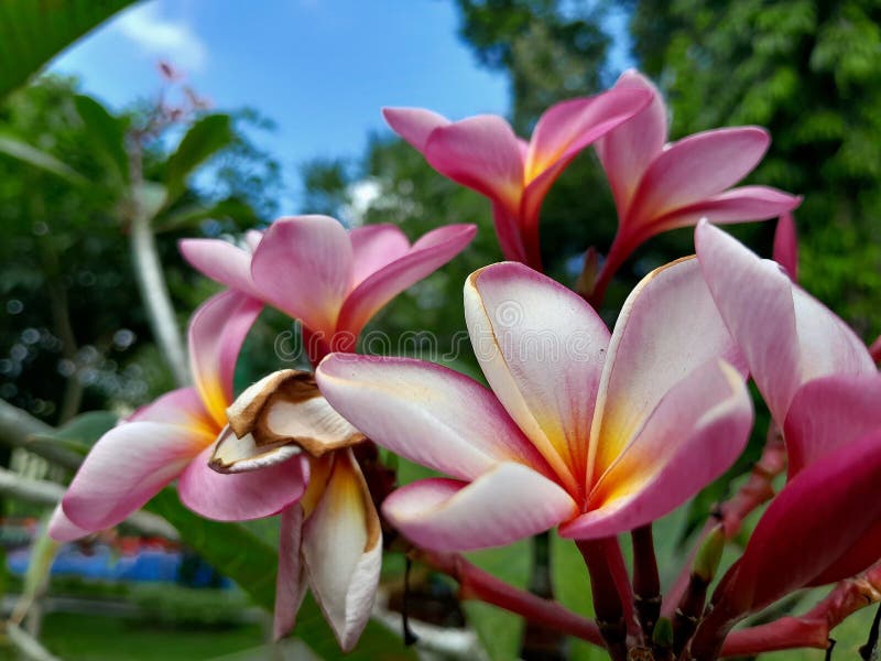 Plumeria Rubra or Kamboja Merah Stock Image - Image of kamboja, rubra ...