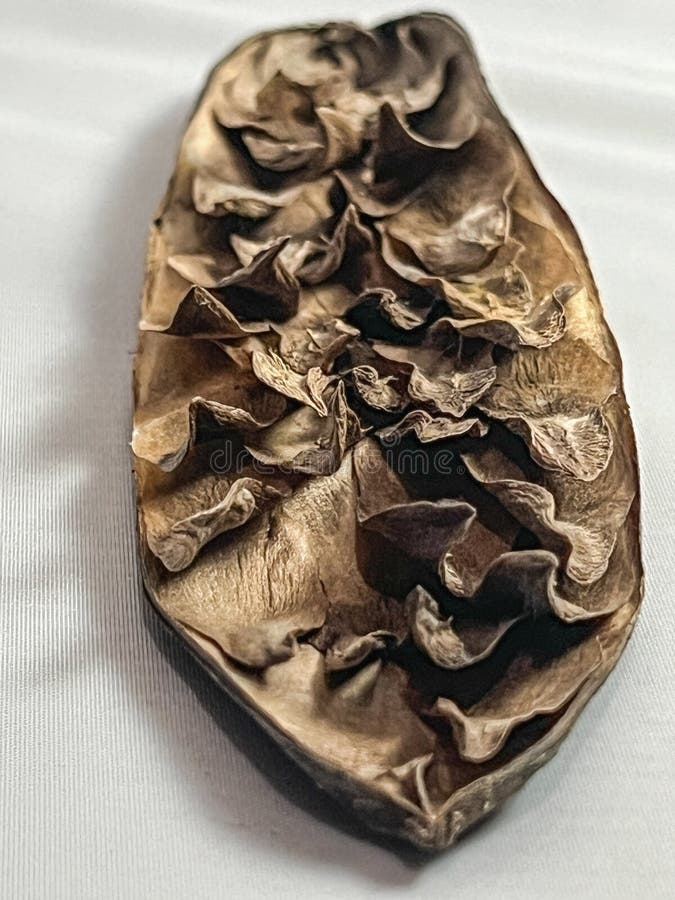 Plumeria seed pod opening stock image. Image of growing - 288324167