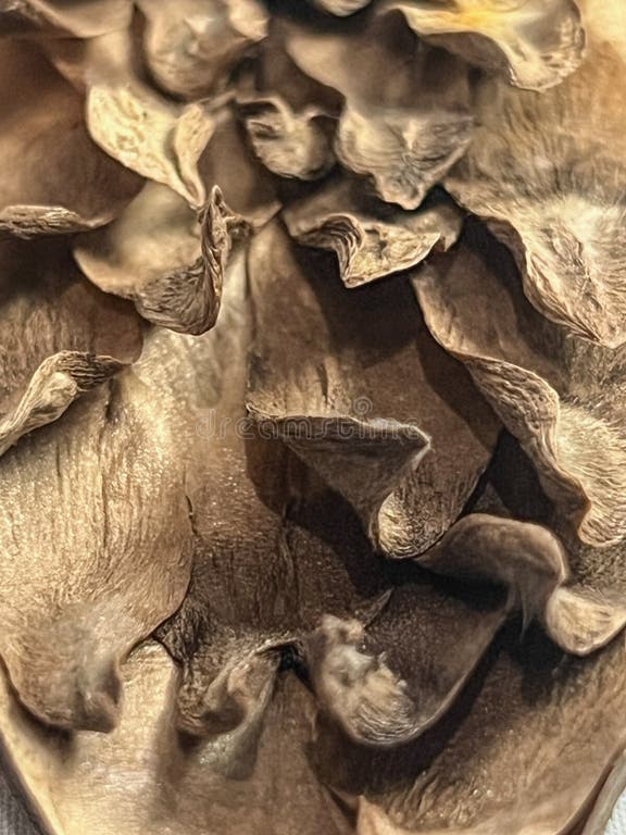 Plumeria seed pod opening stock photo. Image of opening - 288324172