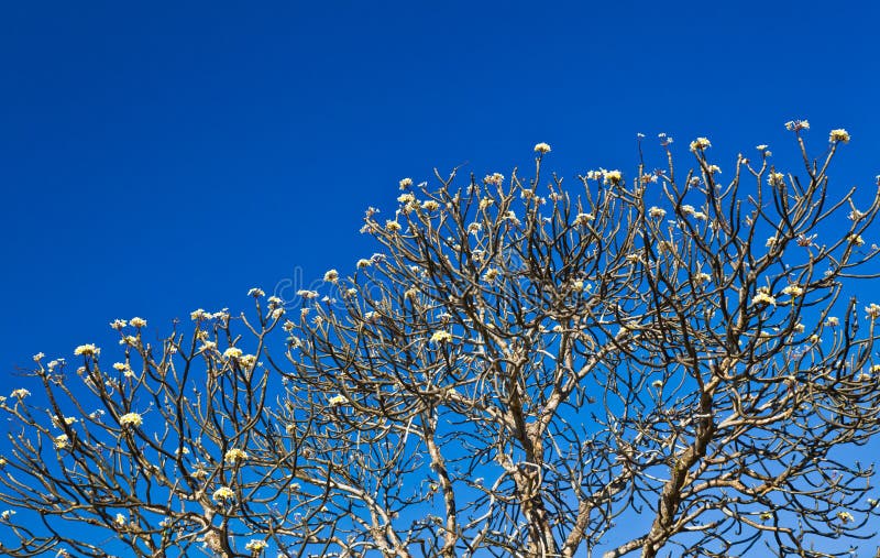 The Plumeria tree stock image. Image of petal, spring - 23481379