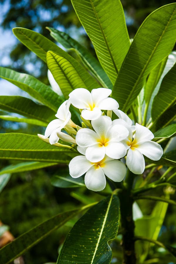 Plumeria tree stock photo. Image of garden, plant, leelawadee - 36107272